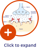 How Does ZILBRYSQ® Work?