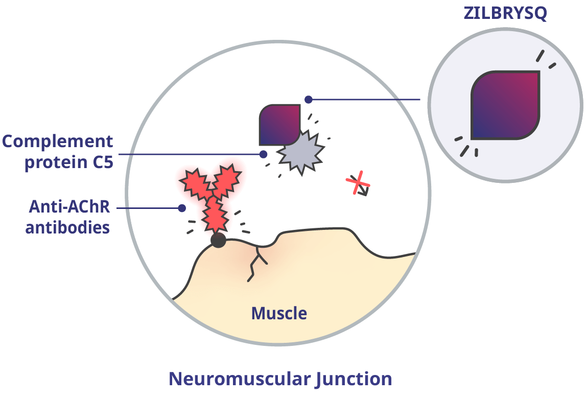 How Does ZILBRYSQ® Work?